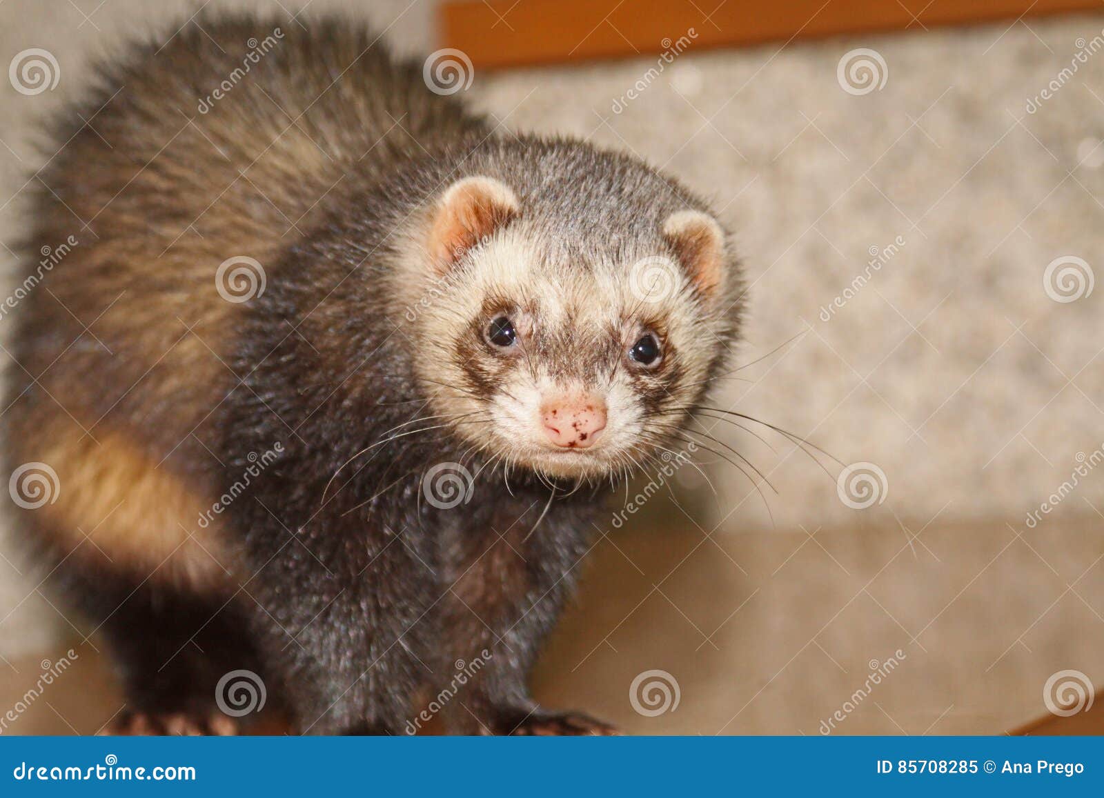 604 Ferret Face Photos - Free & Royalty-Free Stock Photos from Dreamstime