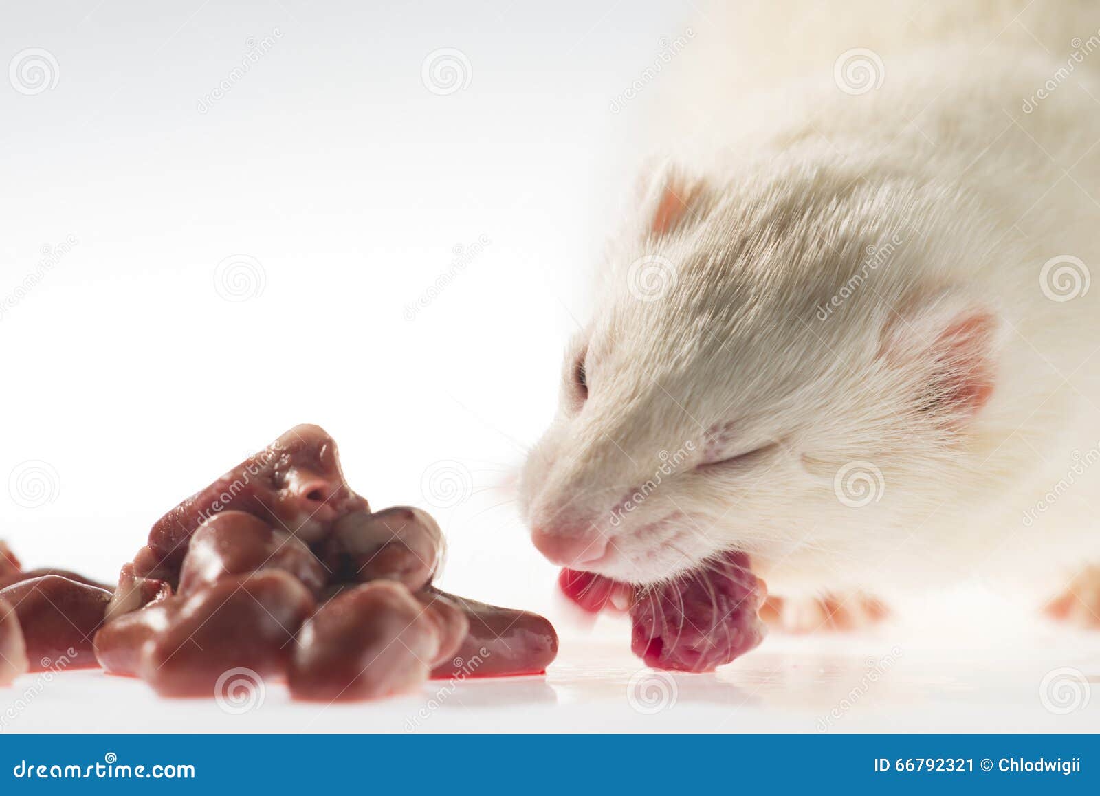 Ferret feeding stock image. Image of feed, foumart, feeding - 66792321