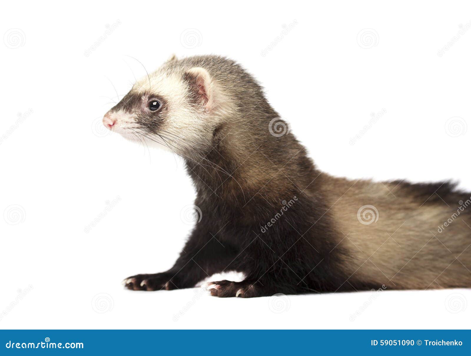 Ferret gray sits stock photo. Image of cute, gray, furry - 59051090