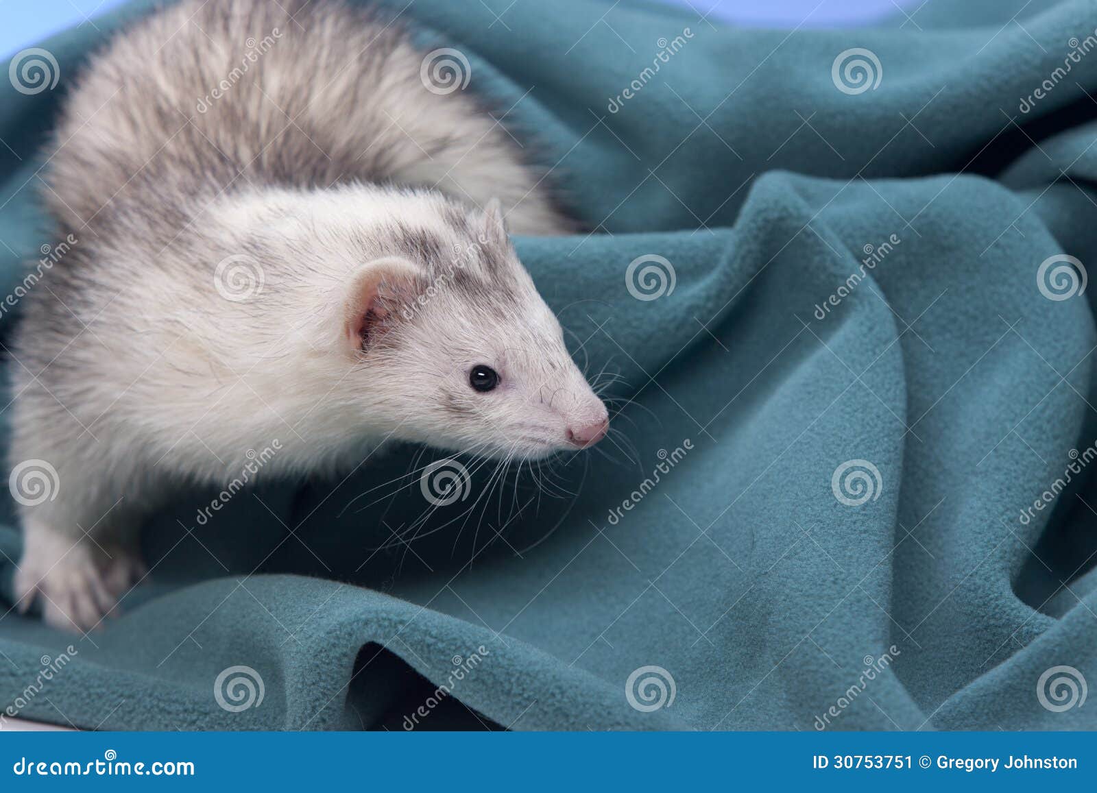 Ferret on green cloth. stock image. Image of nose, domestic - 30753751