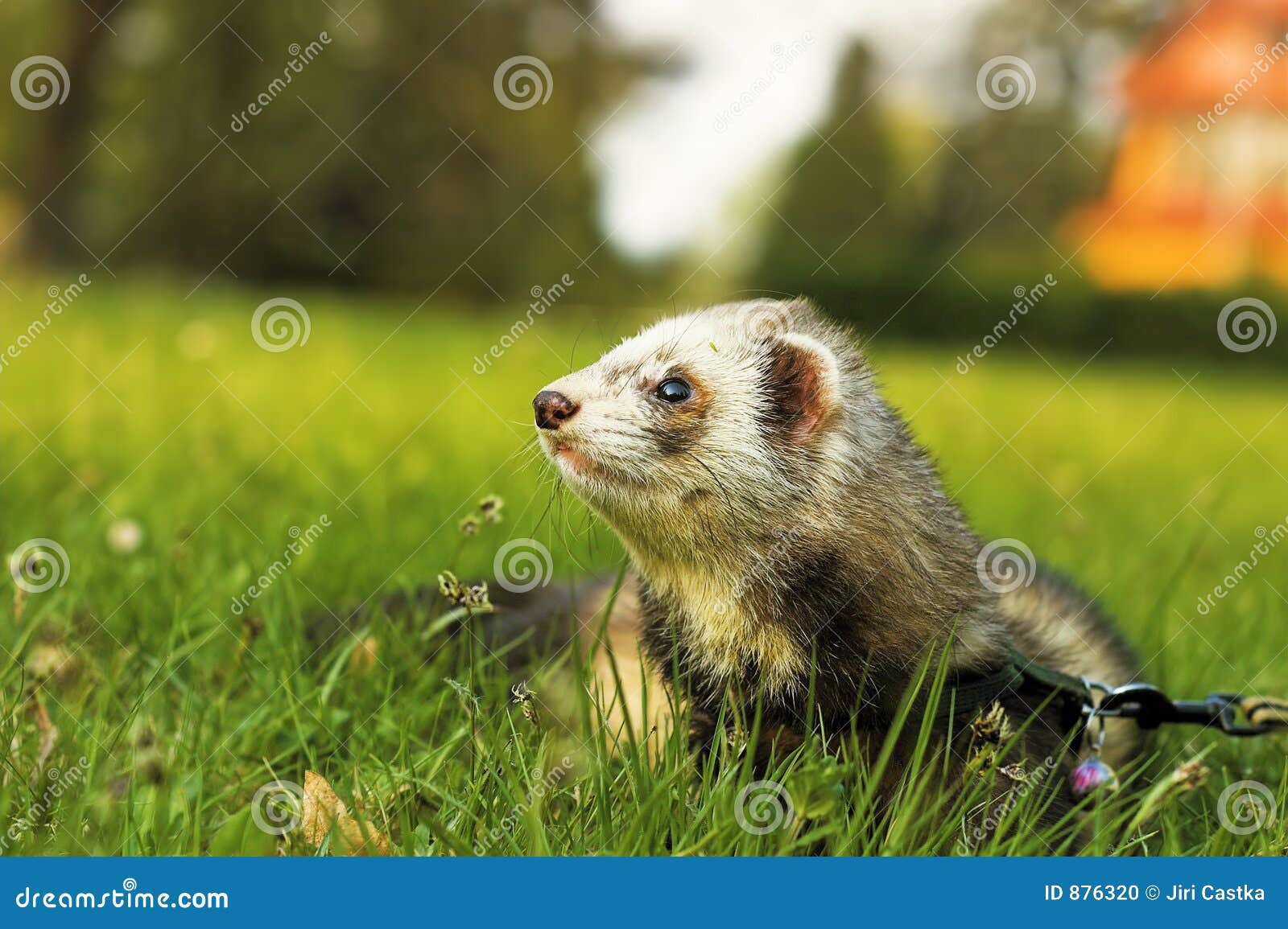 Ferret on green meadow stock photo. Image of footed, hayfield - 876320