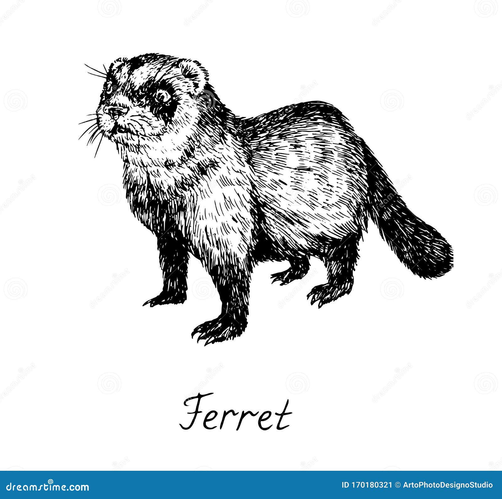 Ferret Realistic Detailed Pencil Drawing. Stock Image | CartoonDealer ...