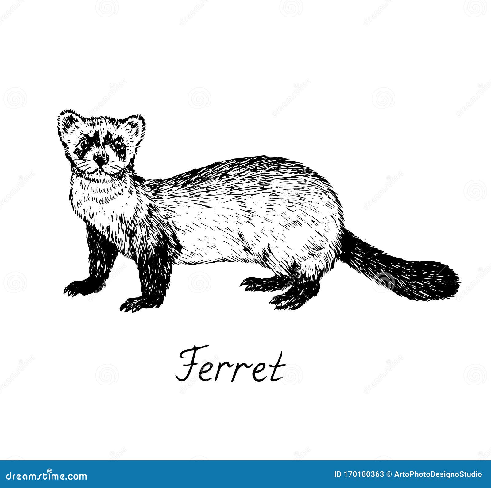 Ferret, Hand Drawn Doodle, Drawing Sketch In Gravure Style, Vector ...