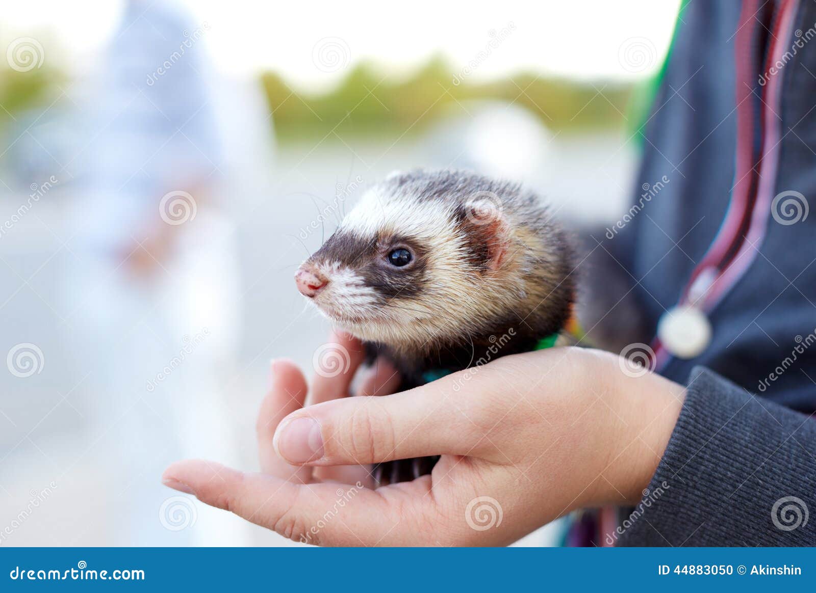 Ferret in the hand stock photo. Image of mammal, weasel - 44883050
