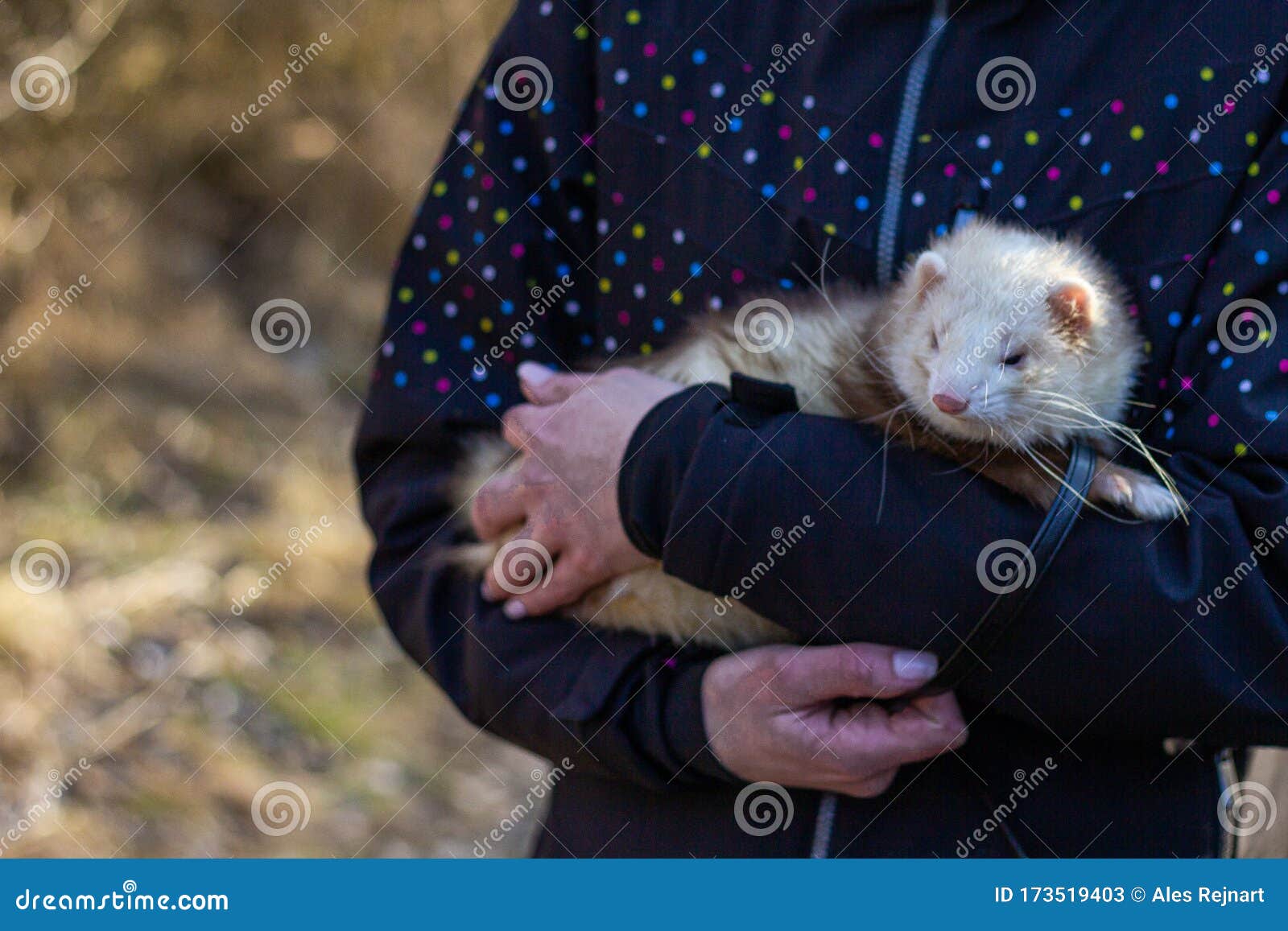 Ferret in Hand in Walk into Forest Stock Image - Image of finger, human ...