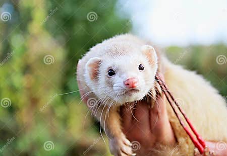 Ferret stock image. Image of cute, gorgeous, claw, baby - 84339809