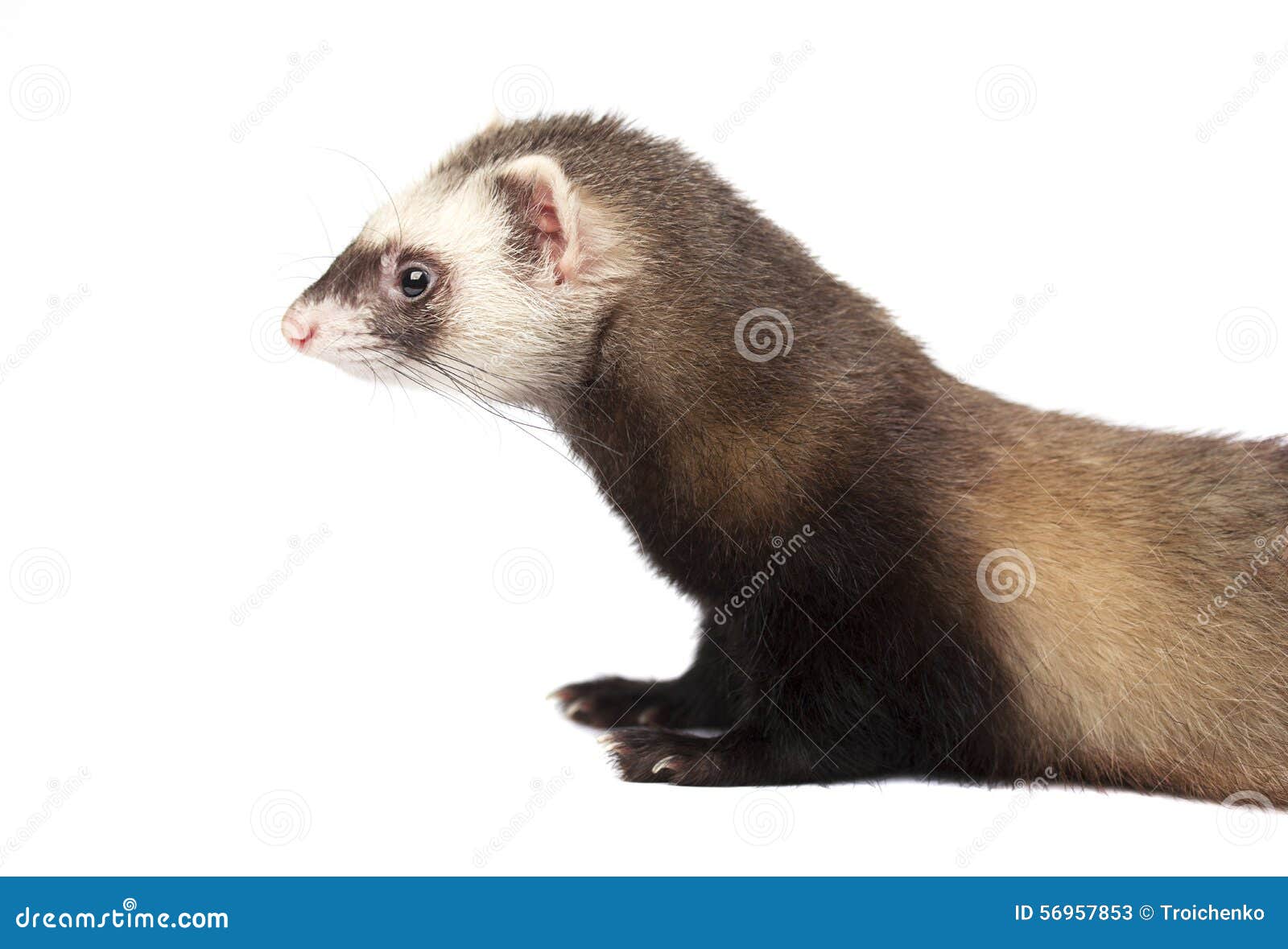 Ferret Isolated Grey Stock Photo - Image: 56957853
