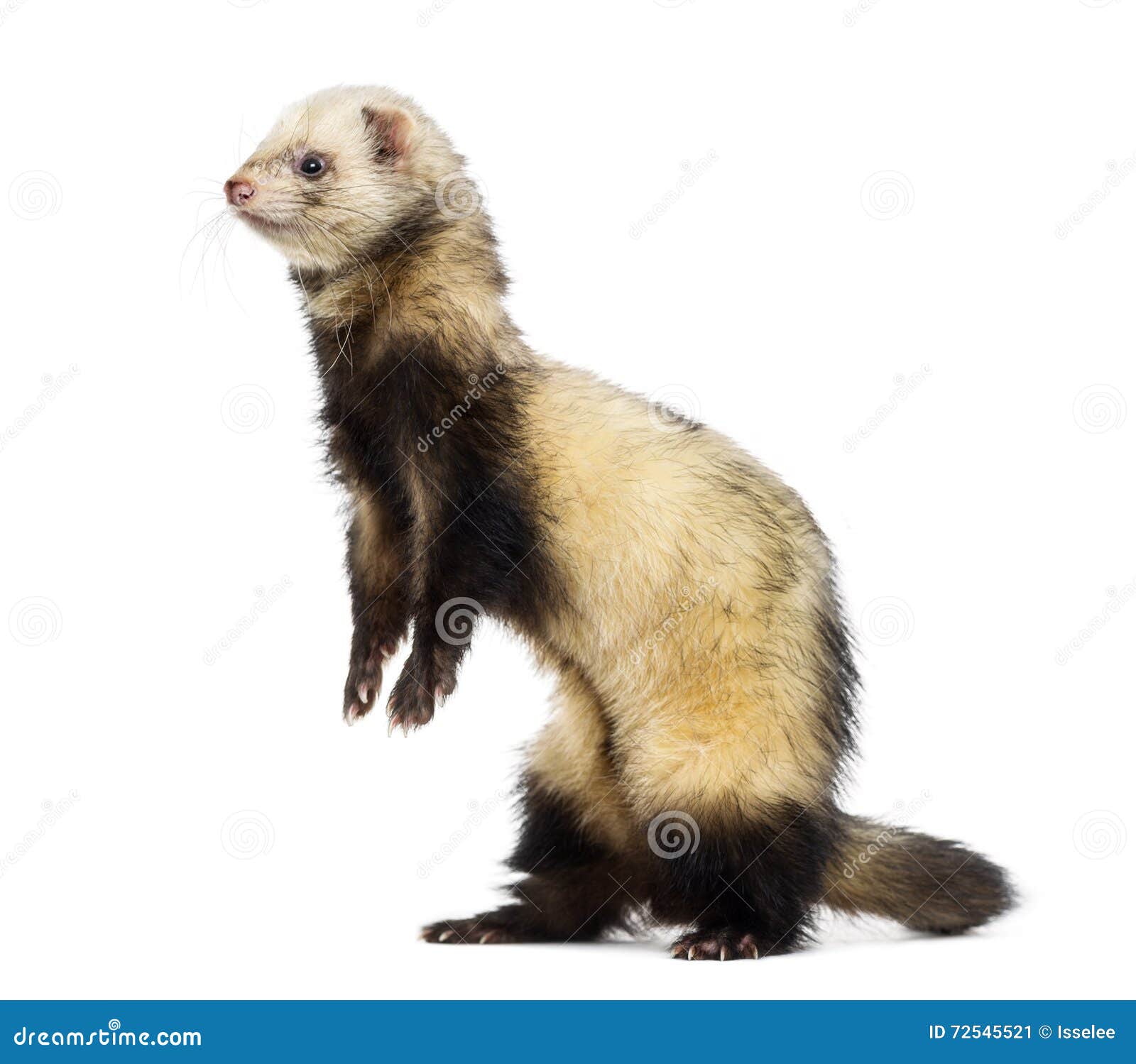 Ferret isolated on white stock image. Image of furo, isolated - 72545521