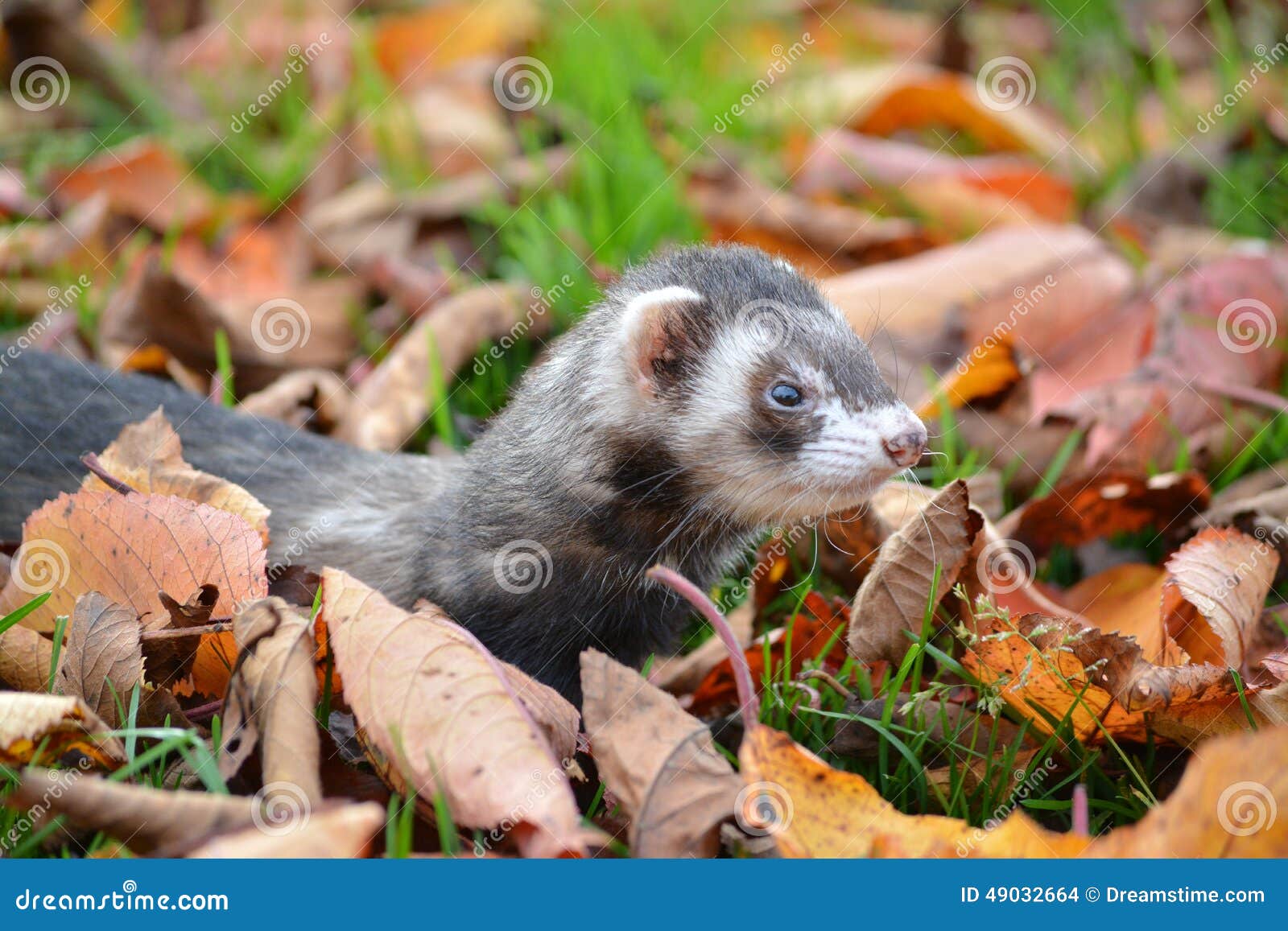 Ferret in the leaves stock photo. Image of ferret, leaves - 49032664