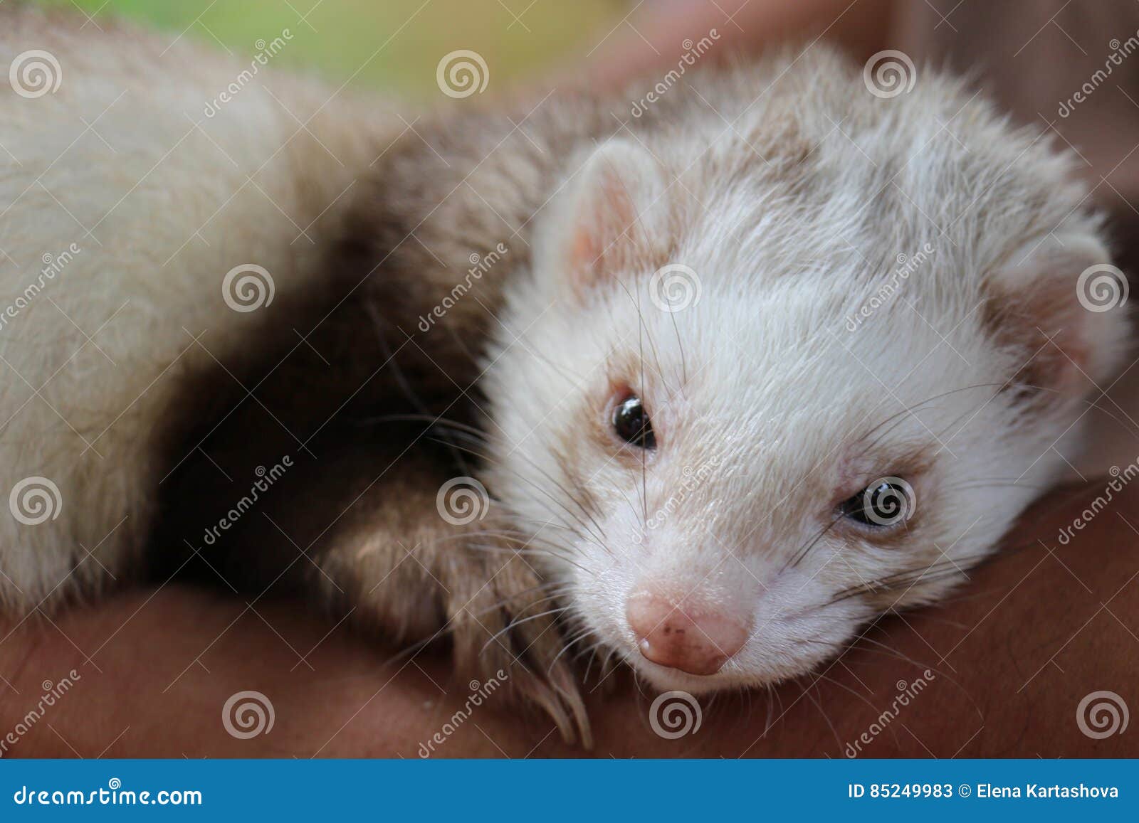 Ferret stock image. Image of forest, spring, ferret, nature - 85249983