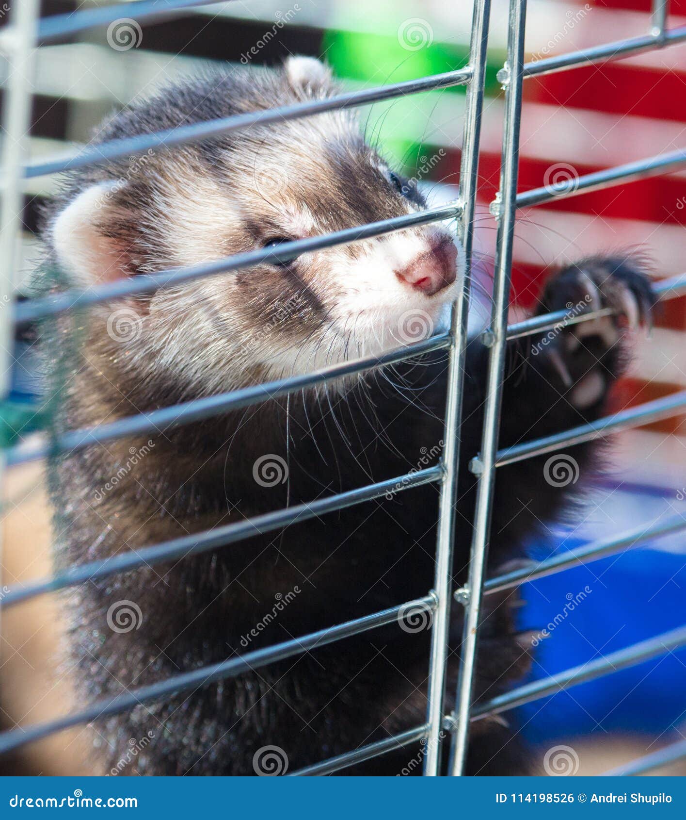 Ferret Locked in a Cage in a Zoo Stock Photo - Image of mammal, animal ...