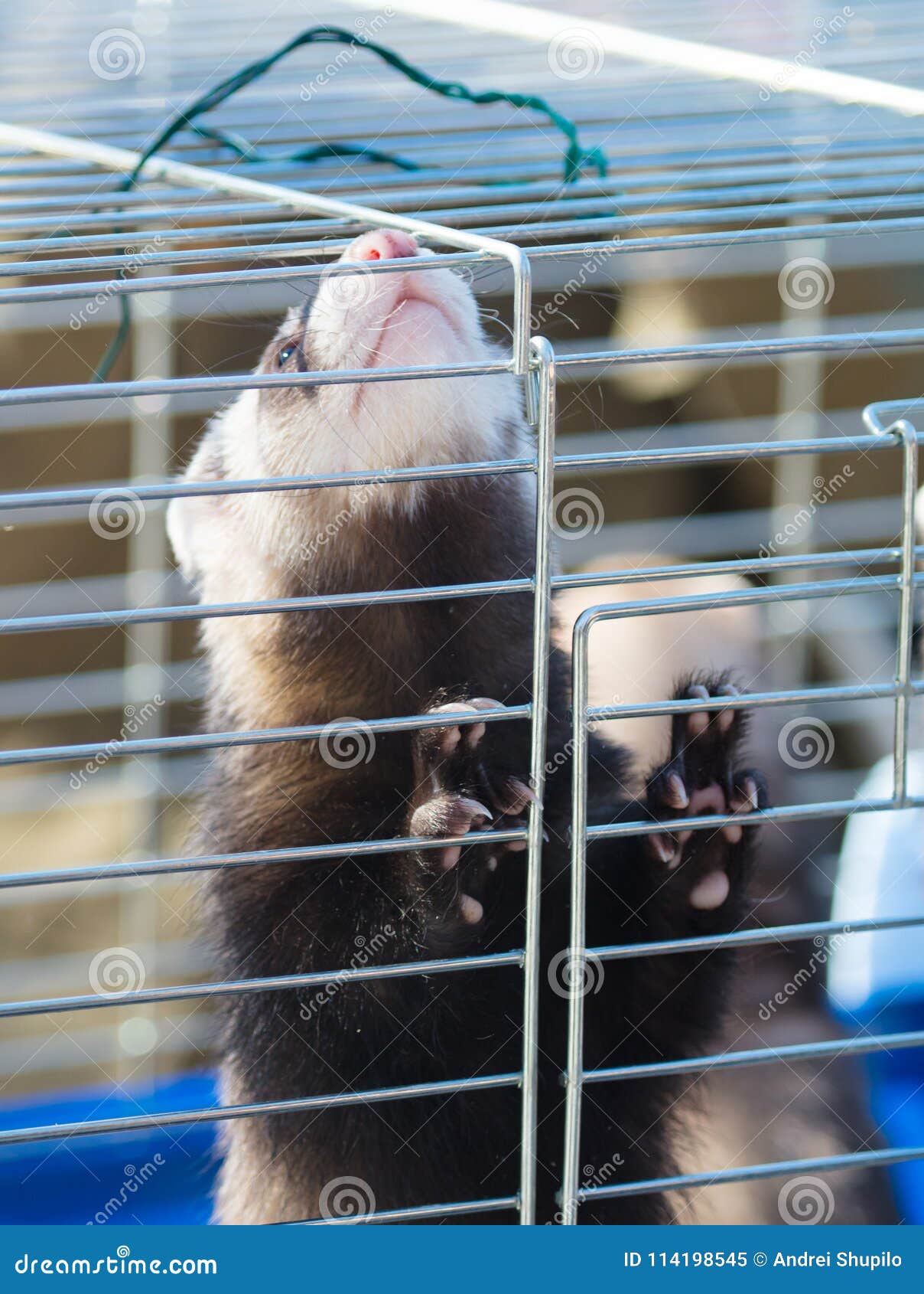 Ferret Locked in a Cage in a Zoo Stock Image - Image of woman, hair ...