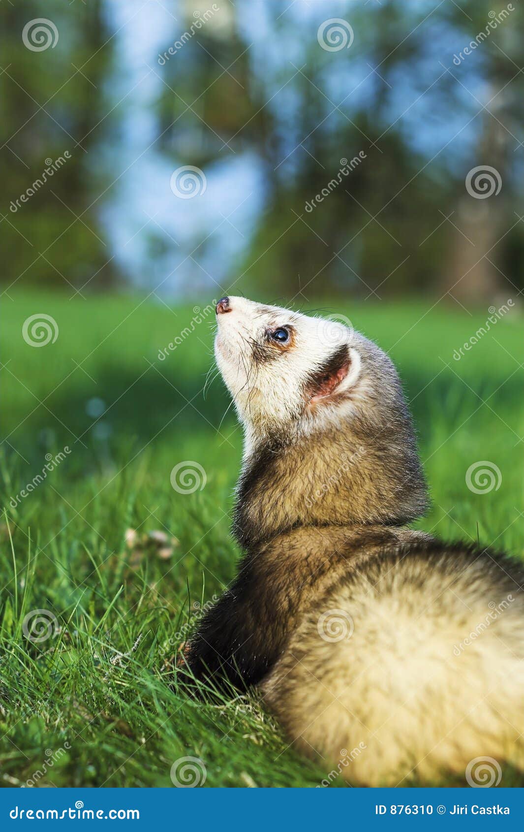 Ferret look stock photo. Image of sunny, fell, bent, footed - 876310