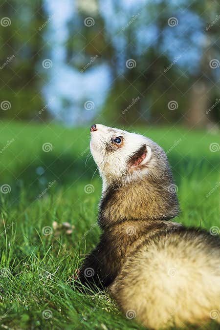 Ferret look stock photo. Image of sunny, fell, bent, footed - 876310