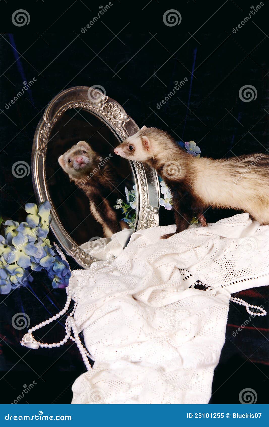 Ferret Looking in the Mirror Stock Image - Image of flowers, ferret ...