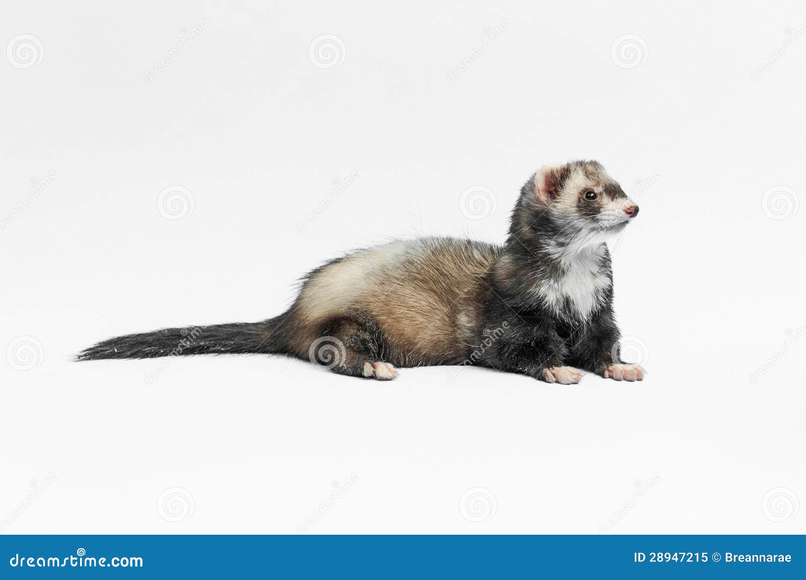 Ferret Lying stock image. Image of laying, black, small - 28947215