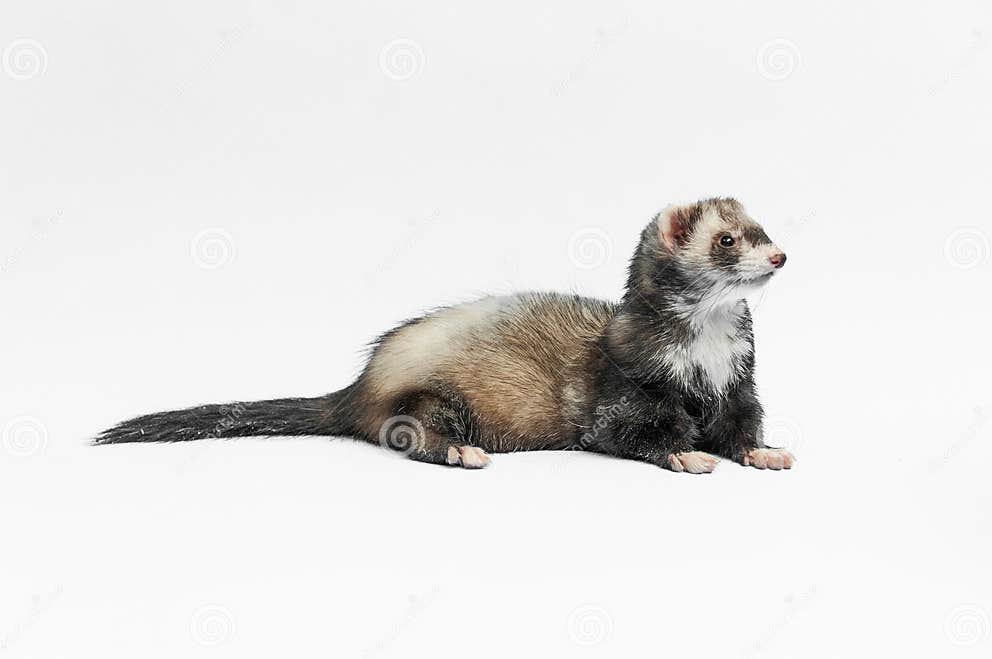 Ferret Lying stock image. Image of laying, black, small - 28947215