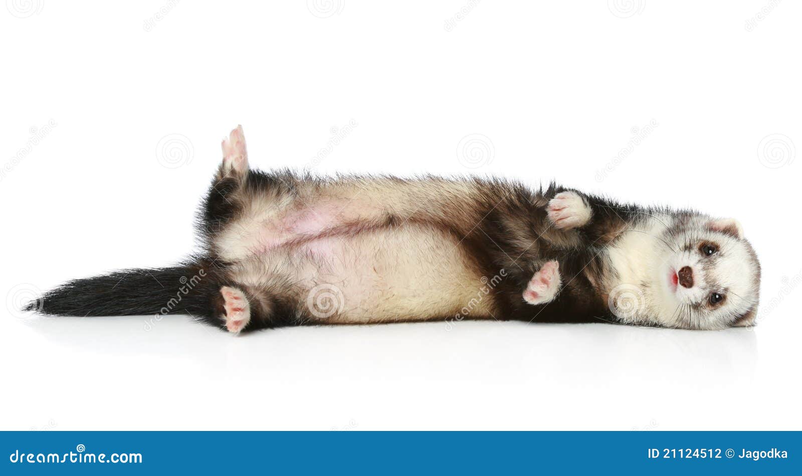 Ferret Lying In Front Of White Background Royalty-Free Stock Photo ...