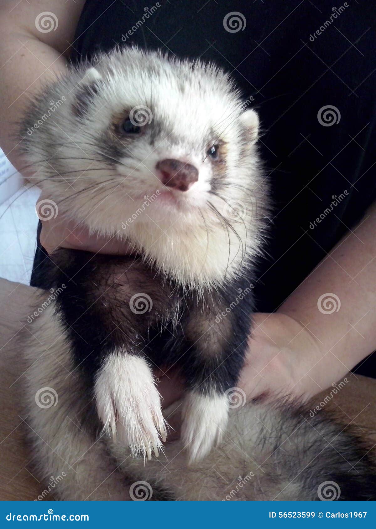 Ferret stock image. Image of ferret, sable, mammal, male - 56523599