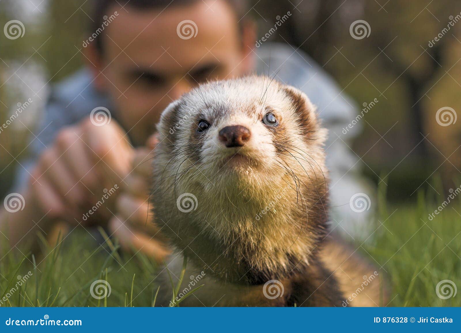 Ferret and man stock photo. Image of fell, look, people - 876328
