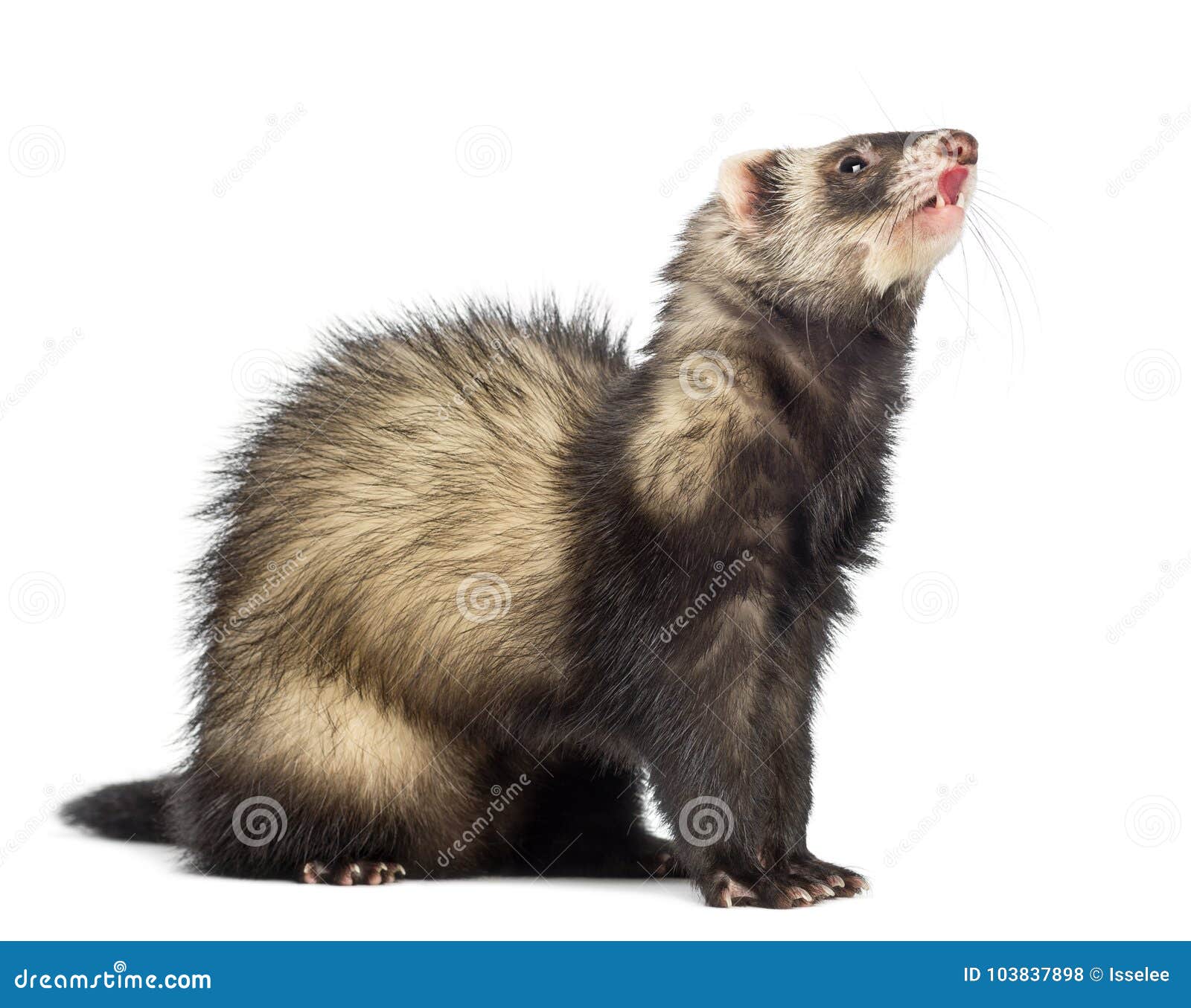 Ferret 9 Months Old Sitting and Looking Up Stock Photo - Image of ...
