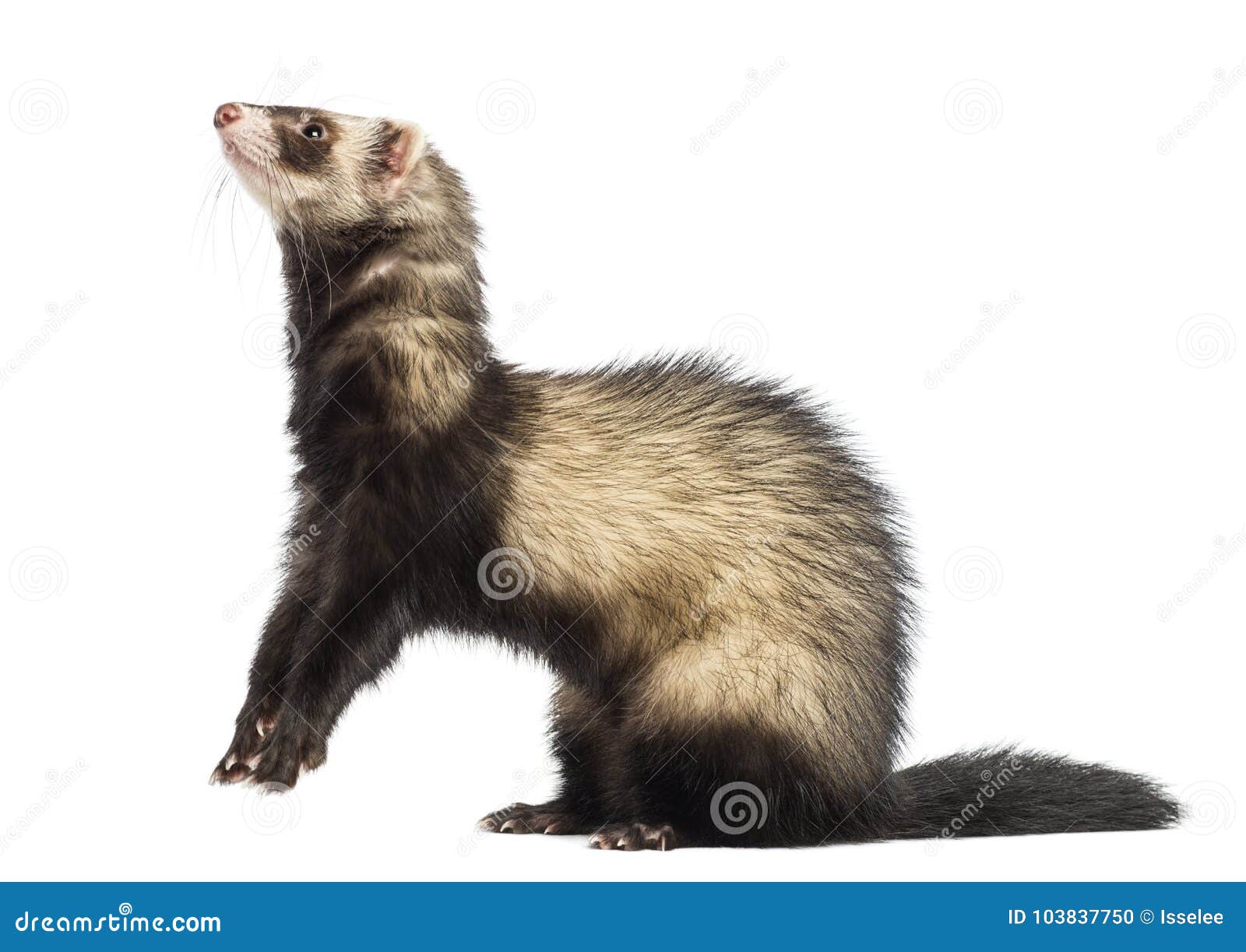 Ferret Standing
