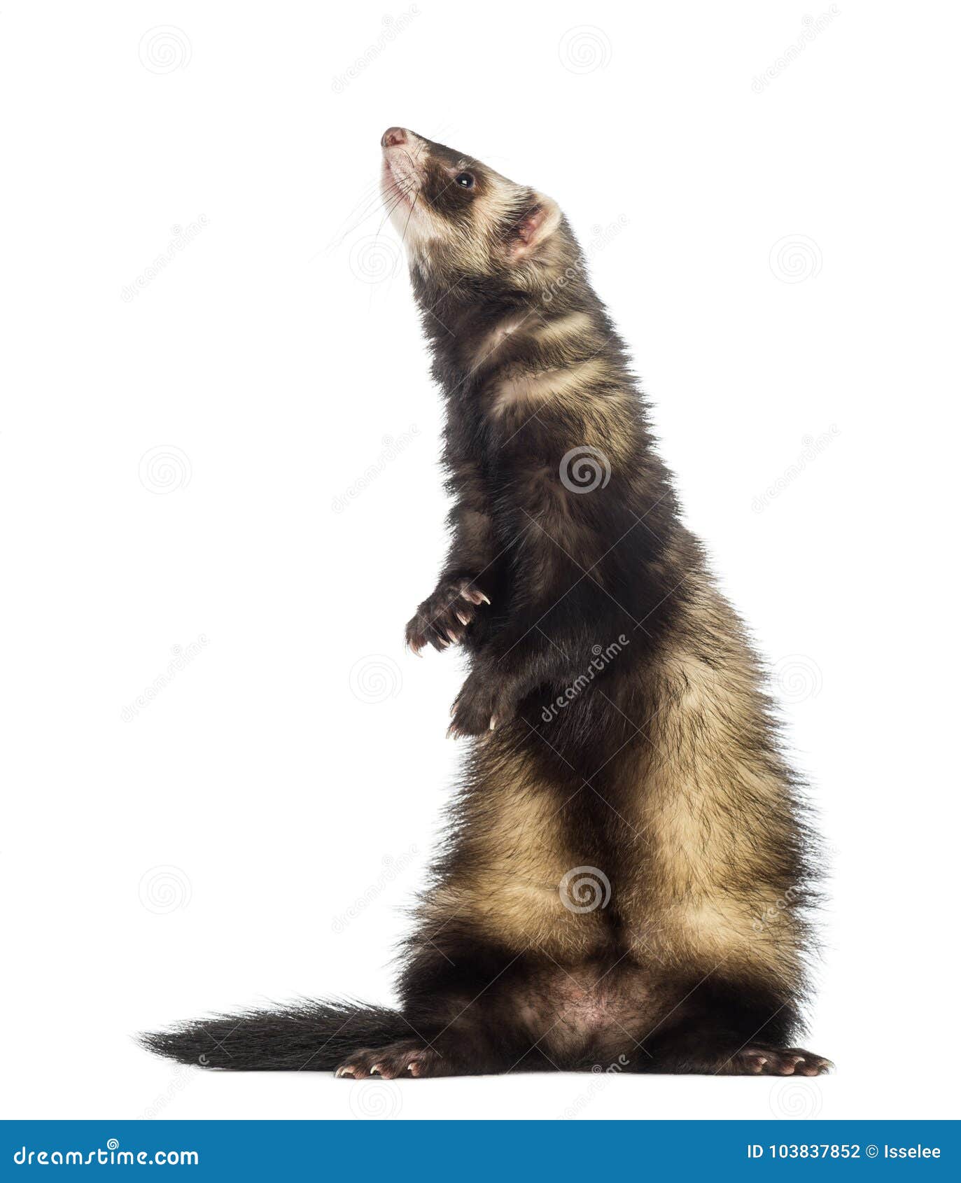 Ferret 9 Months Old Standing on Hind Legs Stock Photo - Image of stand ...
