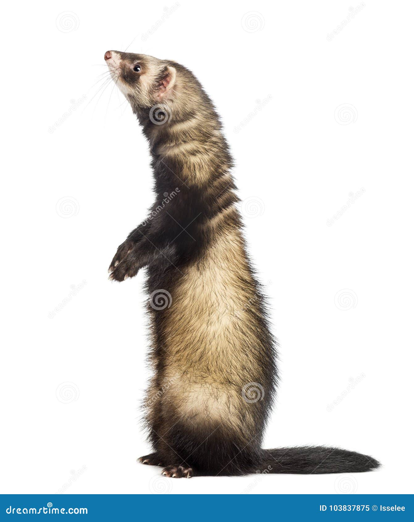 Ferret 9 Months Old Standing on Hind Legs Stock Image - Image of ...