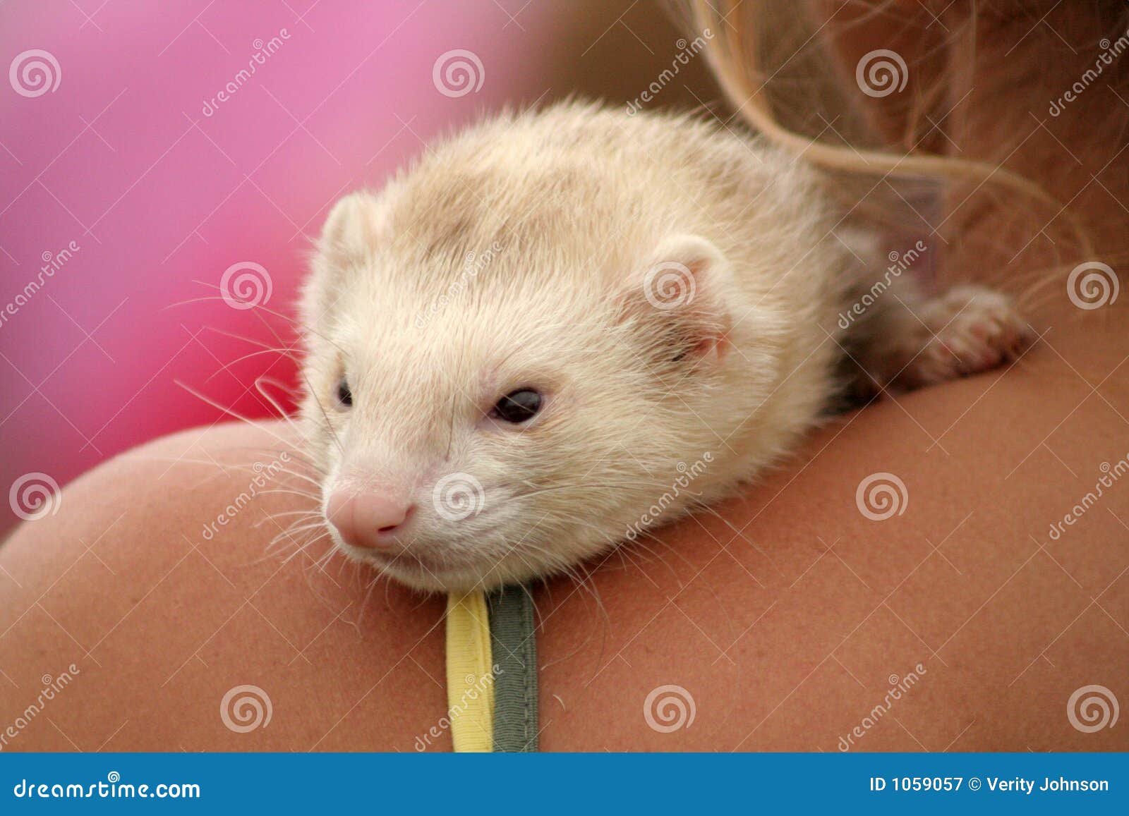 Ferret on my shoulder stock image. Image of cute, animal - 1059057