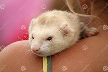 Ferret on my shoulder stock image. Image of cute, animal - 1059057