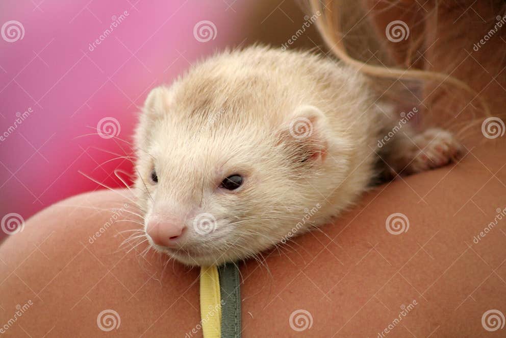 Ferret on my shoulder stock image. Image of cute, animal - 1059057