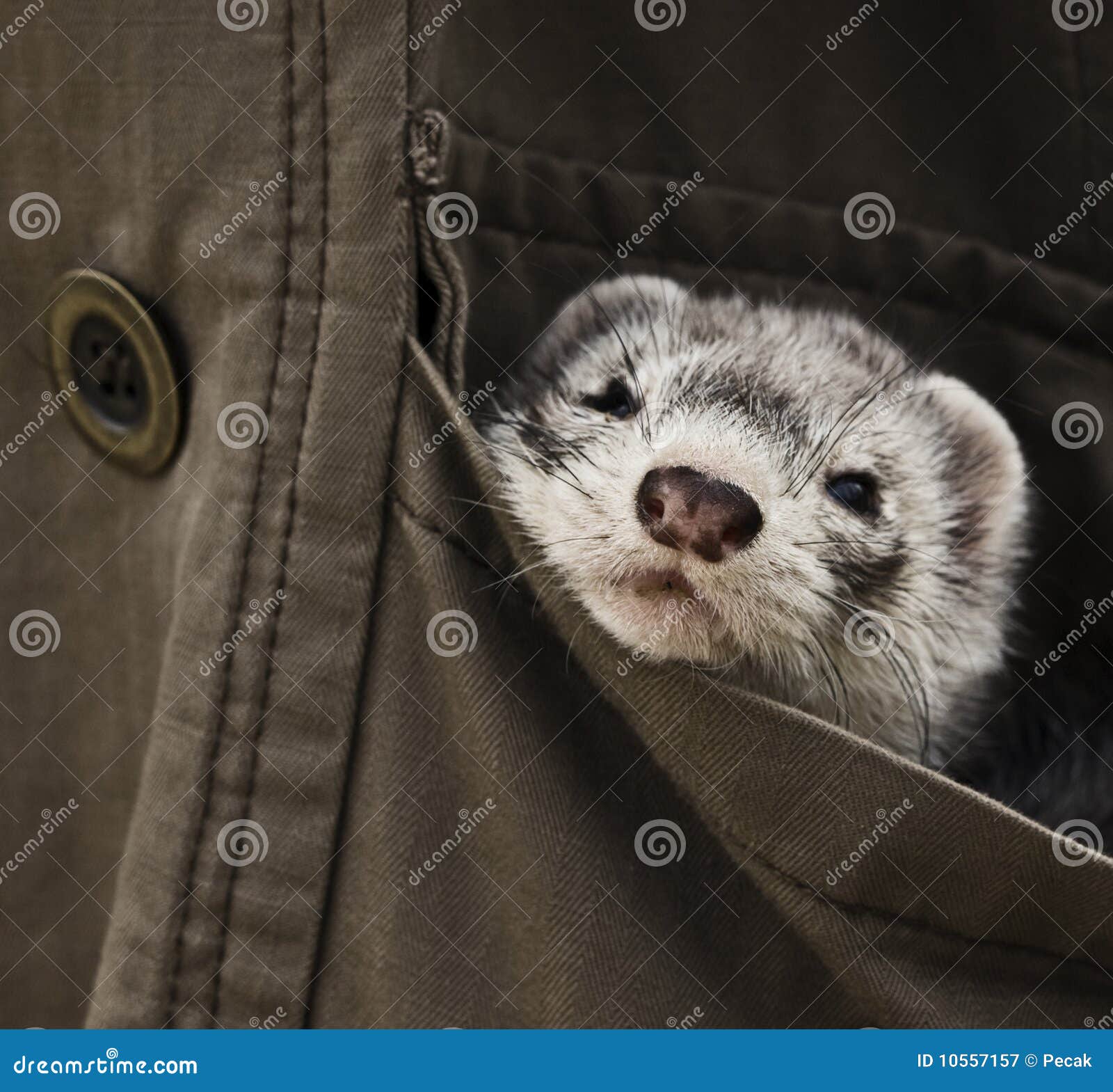 Ferret pet stock image. Image of nose, funny, white, nature - 10557157