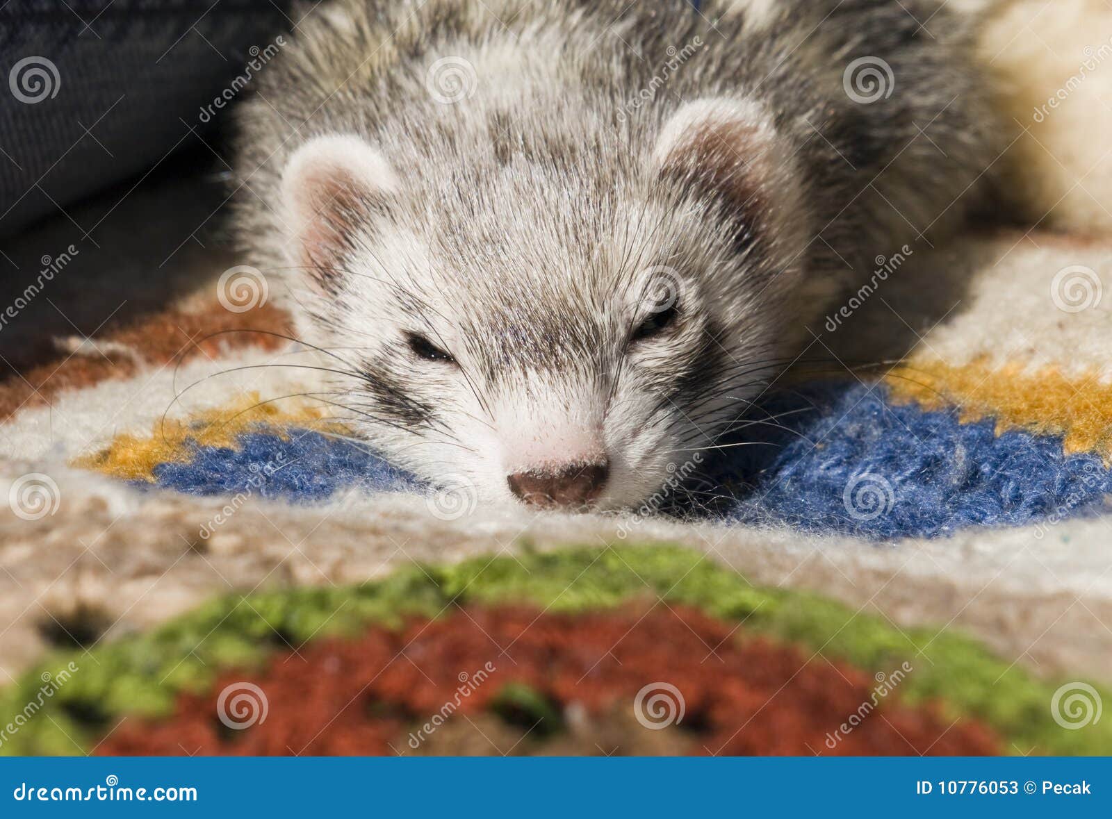 Ferret Pet stock image. Image of sleeping, relax, nature - 10776053