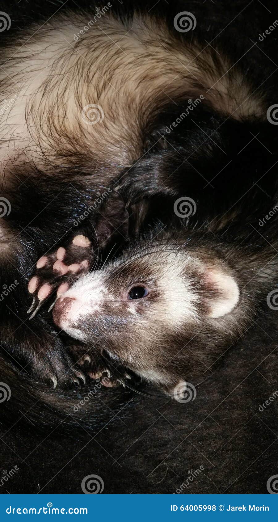 Ferret stock photo. Image of resting, ferret, small, pets - 64005998