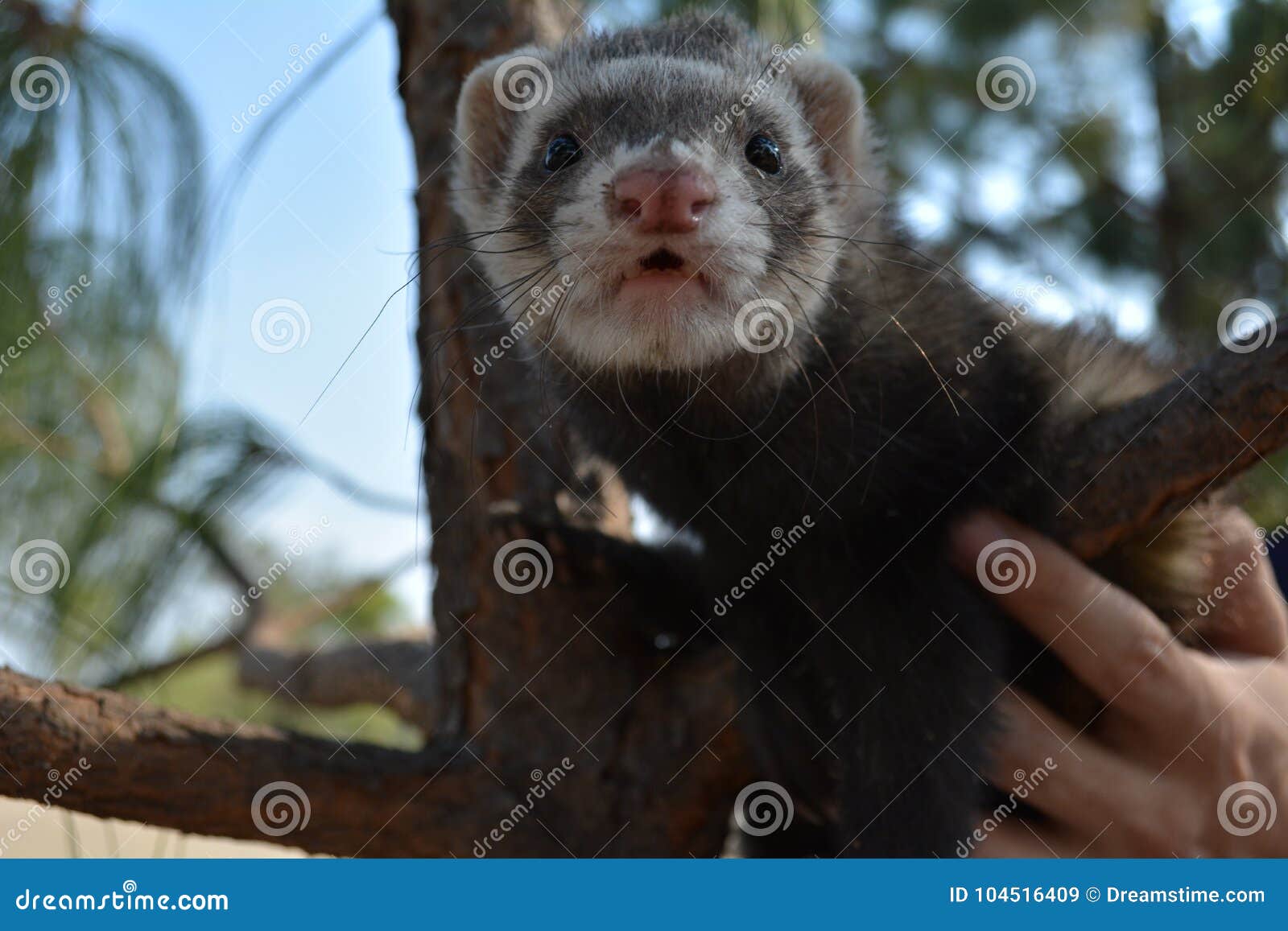 Ferret in the tree stock image. Image of brown, tree - 104516409