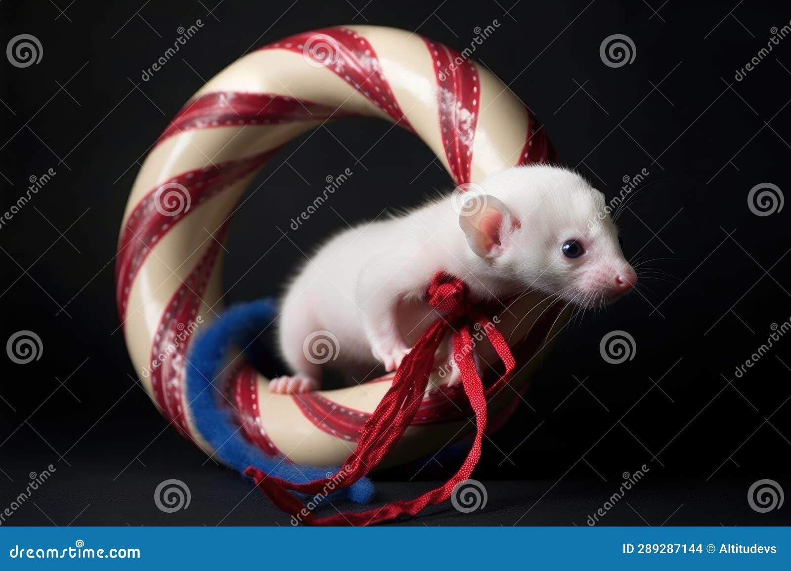 Ferret Playfully Biting and Interacting with a Flexible Tube Stock ...