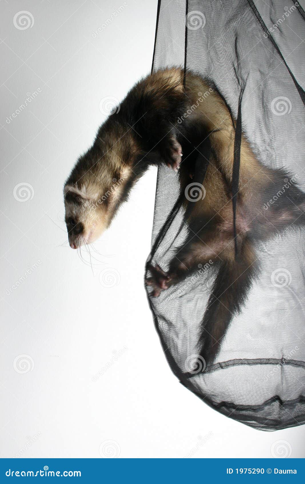 Ferret playing stock photo. Image of look, beauty, ears - 1975290