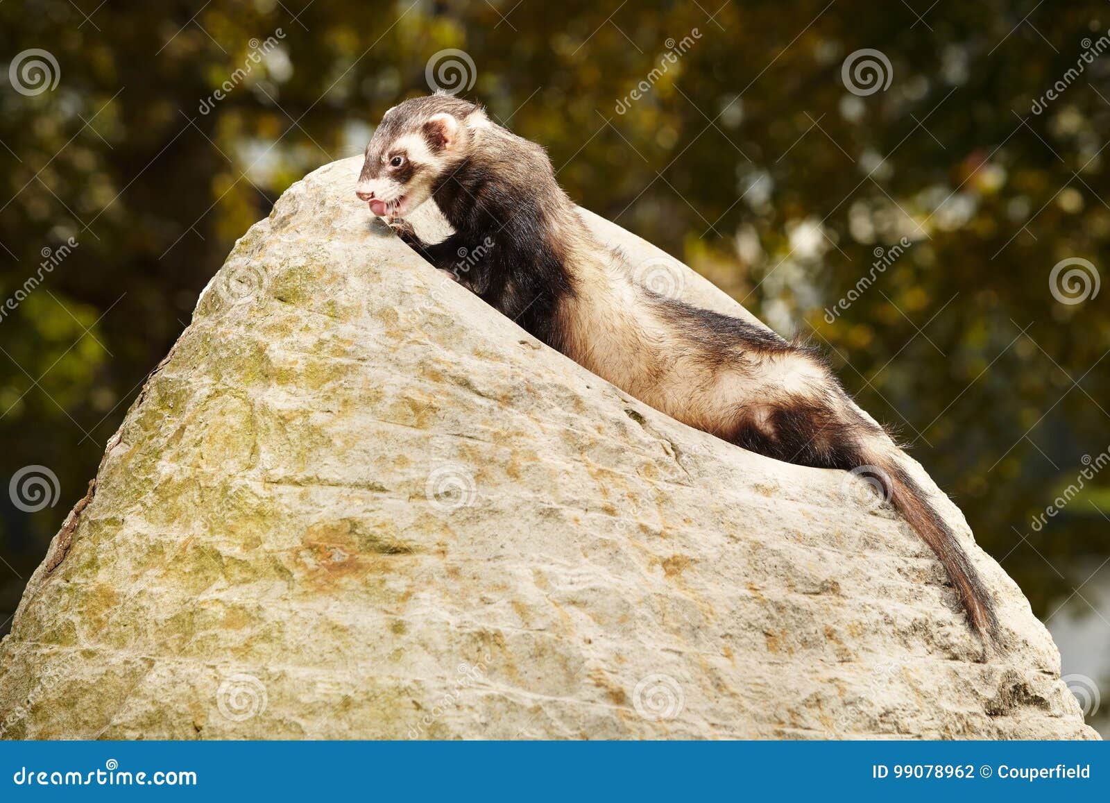 Fluffy Ferret on Sand Stone Rock Stock Photo - Image of ferret, bright ...