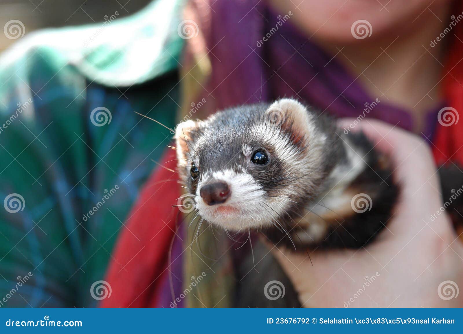 Ferret Stock Photo | CartoonDealer.com #14609976