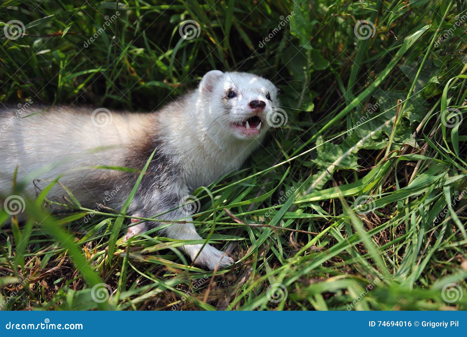 Ferret stock photo. Image of bright, male, mammal, grass - 74694016