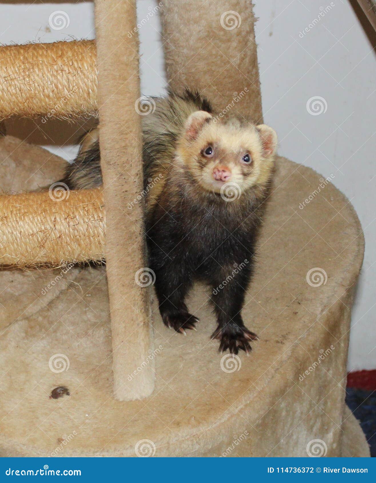 Ferret, sable, male stock photo. Image of lighting, climbing - 114736372