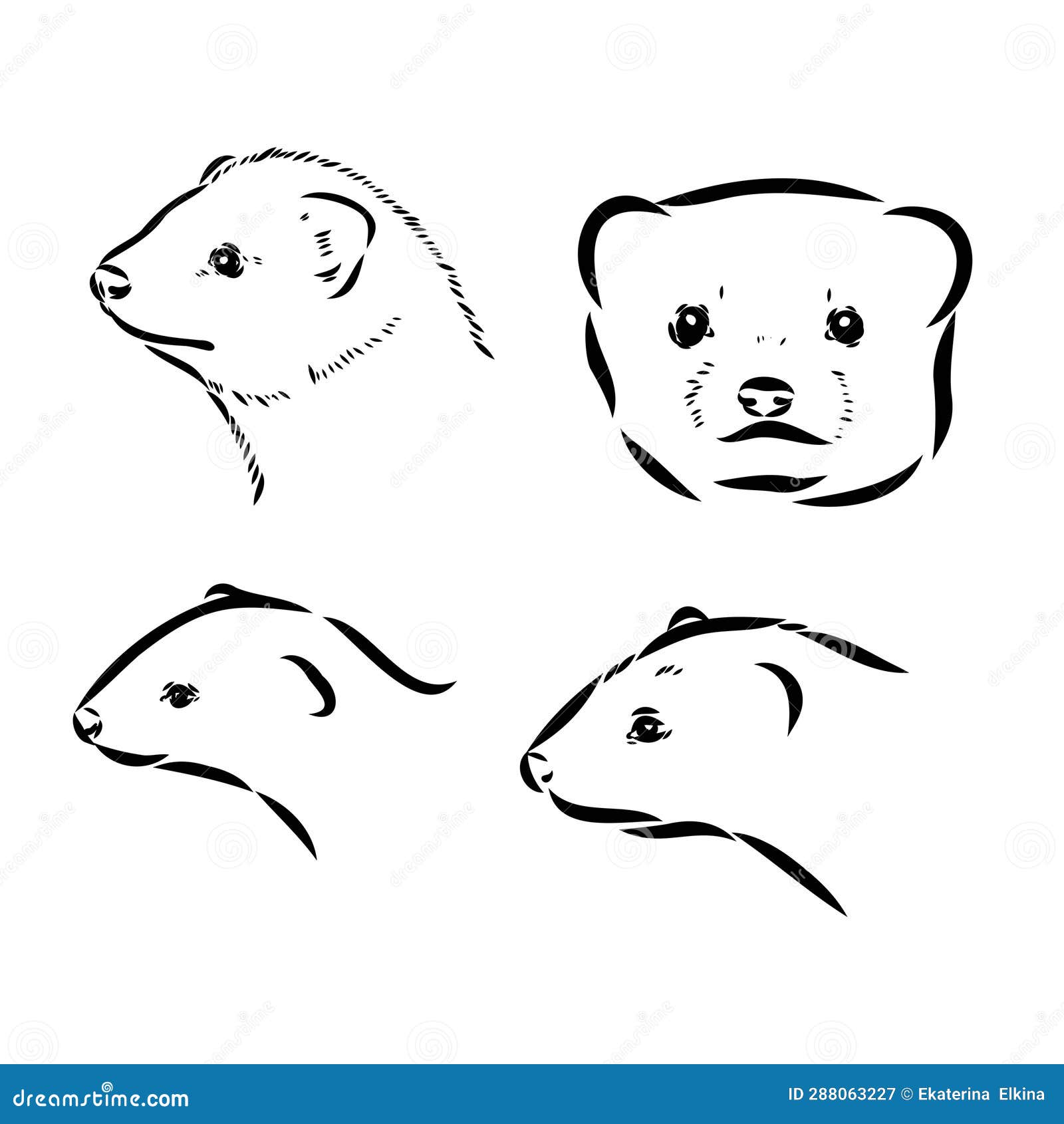 Ferret Side View, Hand Drawn Doodle, Drawing Sketch In Gravure Style ...