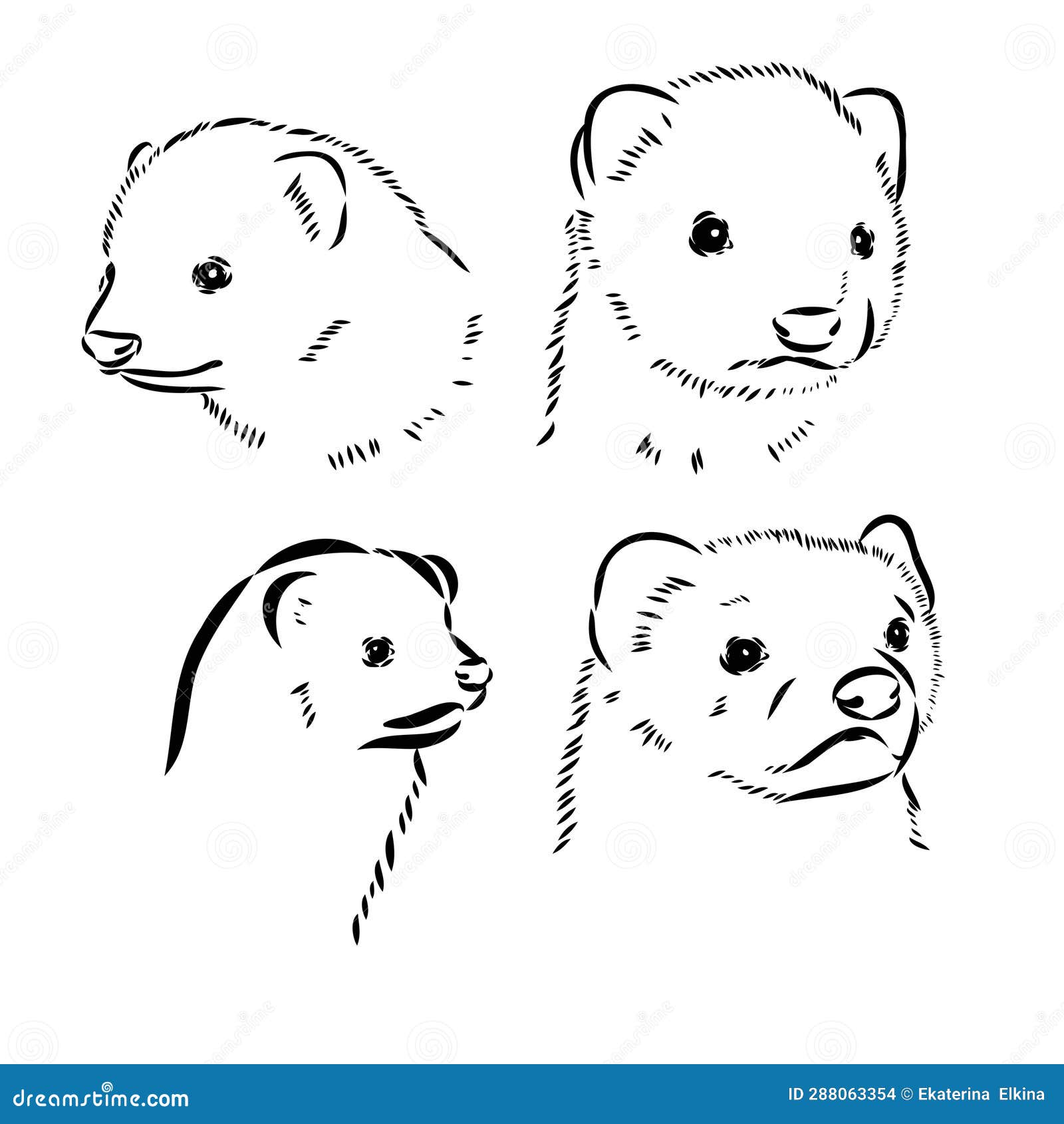 Ferret Side View, Hand Drawn Doodle, Drawing Sketch in Gravure Style ...