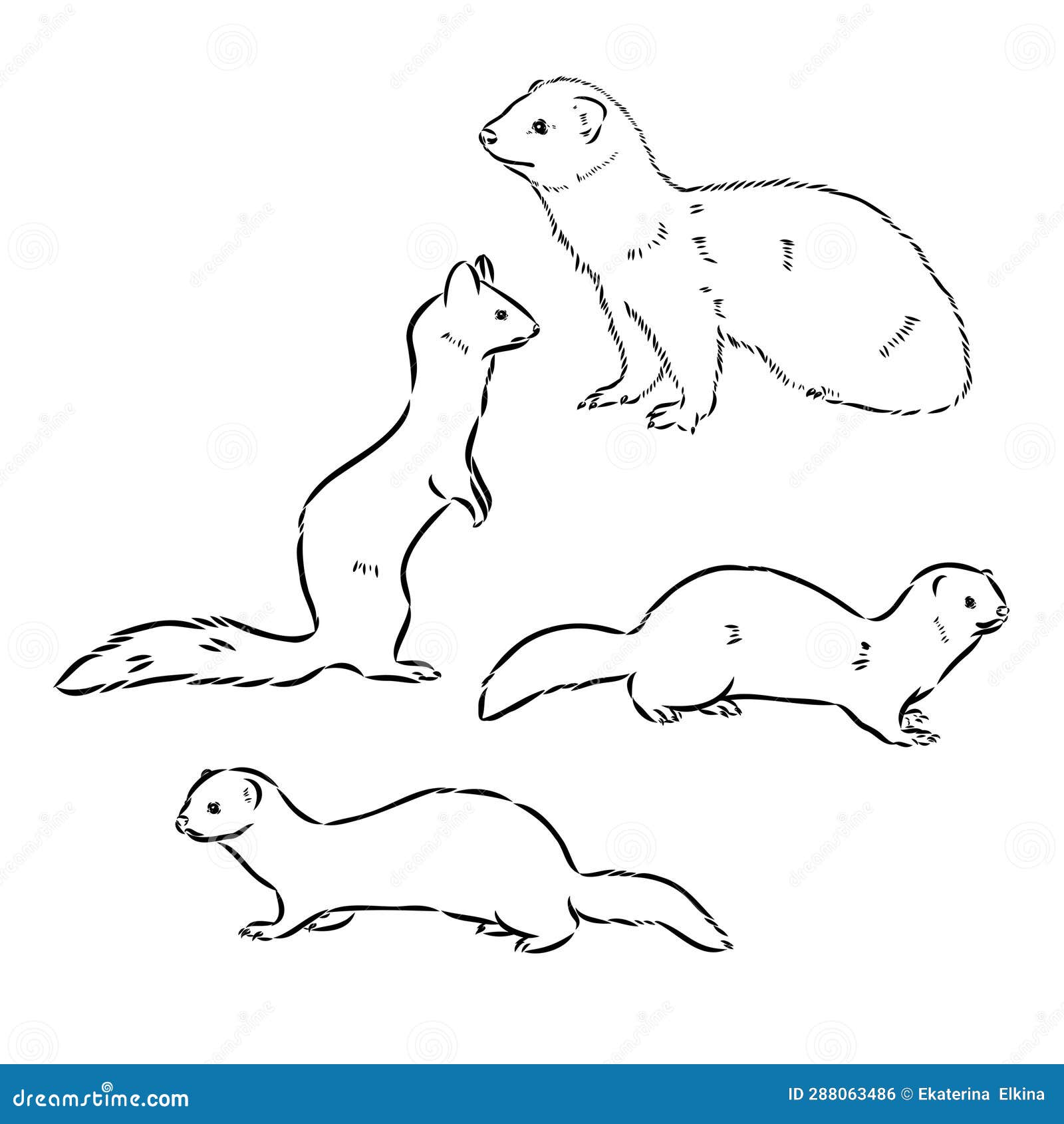 Ferret Side View, Hand Drawn Doodle, Drawing Sketch in Gravure Style ...