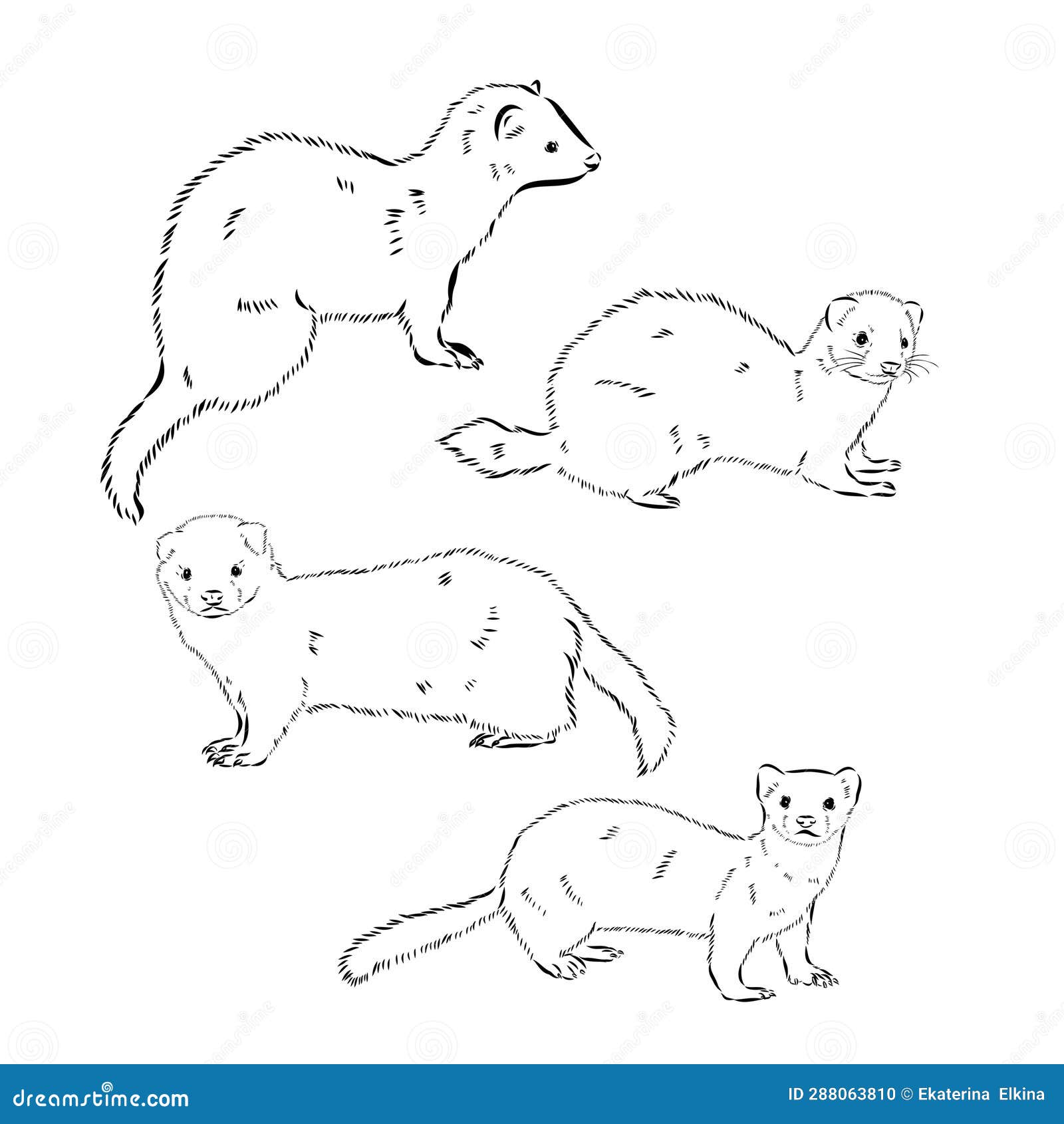 Ferret Side View, Hand Drawn Doodle, Drawing Sketch in Gravure Style ...