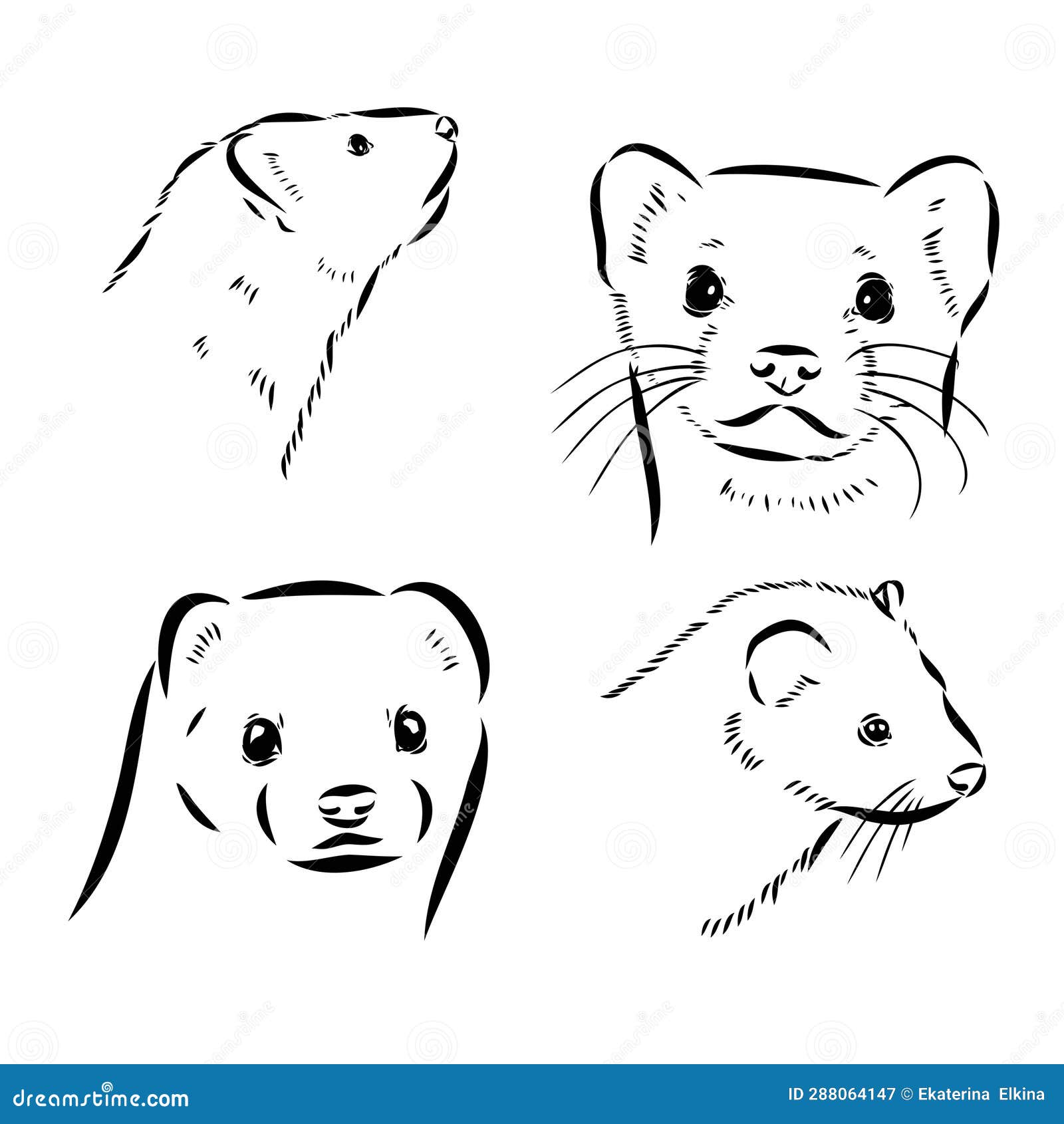 Ferret Side View, Hand Drawn Doodle, Drawing Sketch In Gravure Style ...
