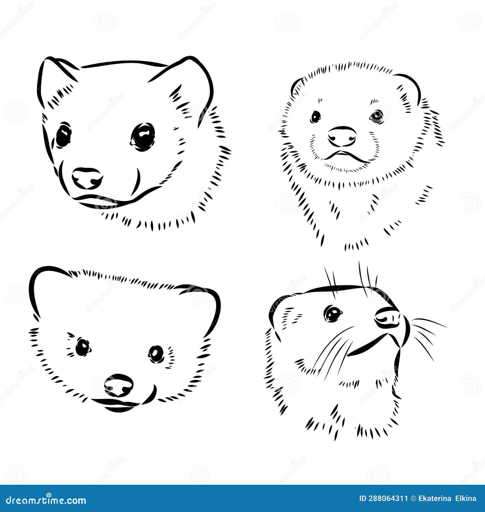 Ferret Side View, Hand Drawn Doodle, Drawing Sketch In Gravure Style ...