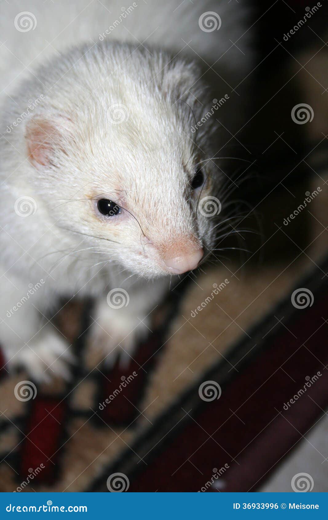 Ferret stock photo. Image of mammal, cage, aggression - 36933996
