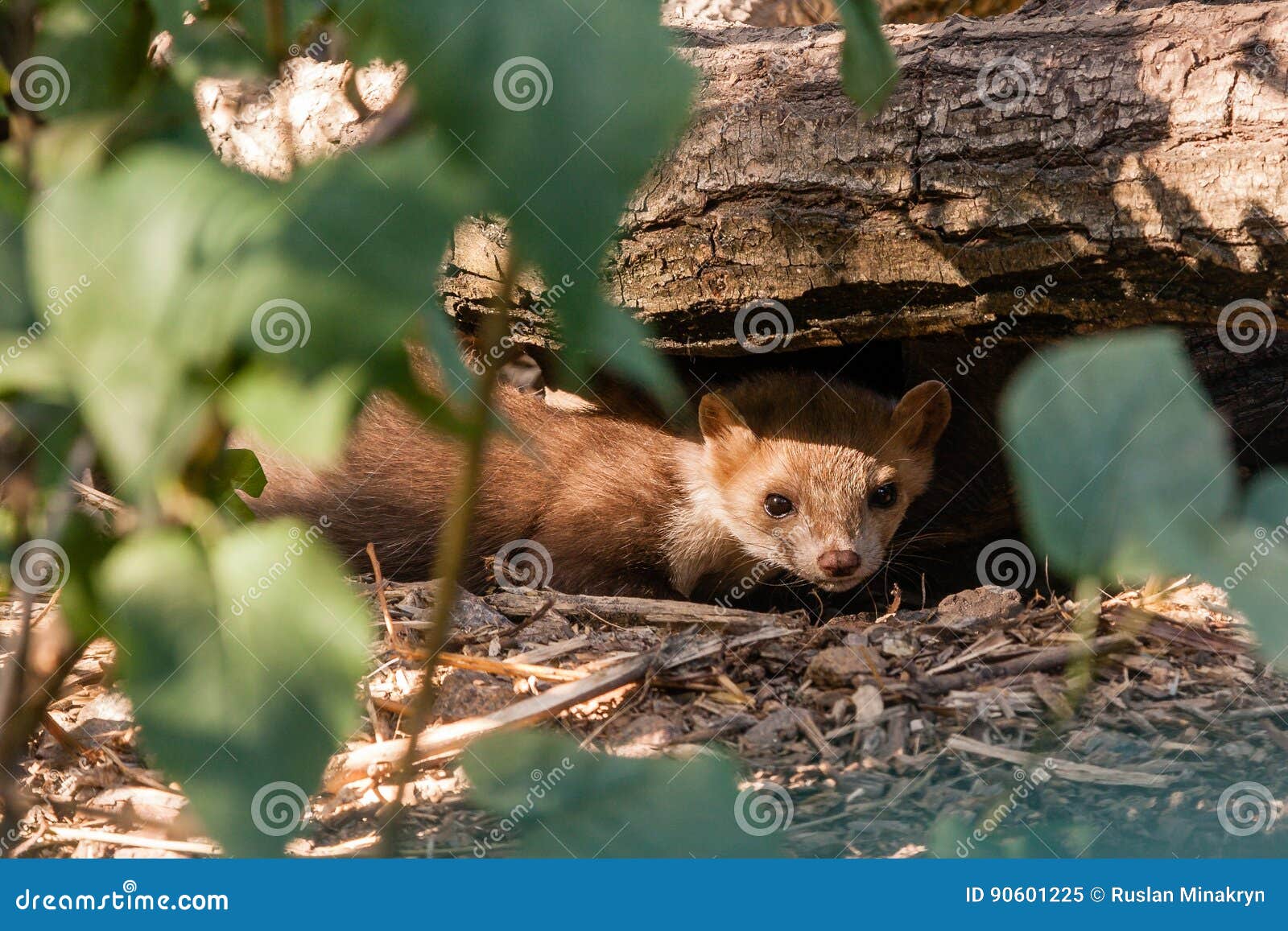 A ferret sits under a log stock image. Image of concept - 90601225