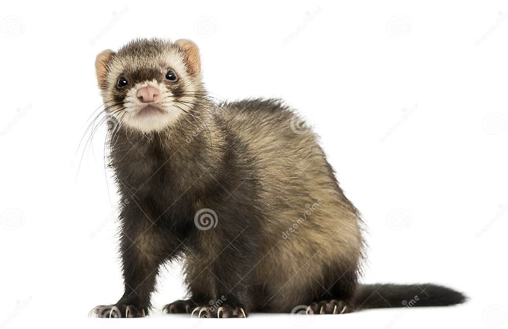 Ferret Sitting, Looking at the Camera, Isolated Stock Image - Image of ...